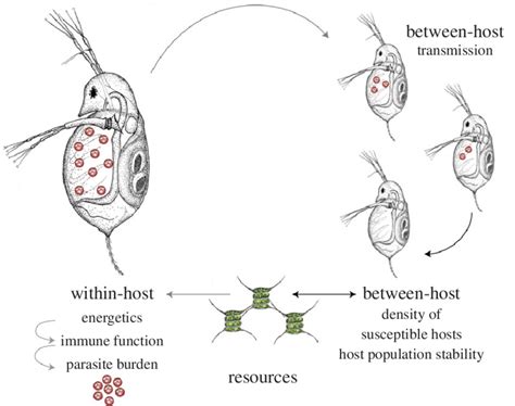 Conceptual Diagram Showing The Pathways That Link Resources To Parasite Download Scientific