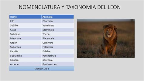 Taxonomía Del León Ingrid Antonio Udocz