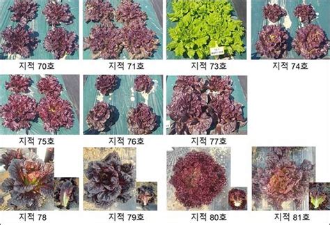 처음 보는 상추 ‘쌈부터 샐러드까지 새 품종 잇따라