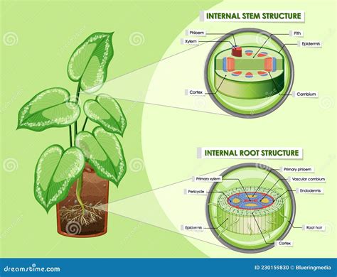 Diagram Showing Stem And Root Structure Stock Vector Illustration Of