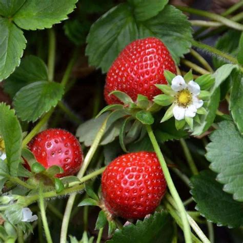 Seeds For One Time Strawberry Fragaria Ananassa Amkha Seed