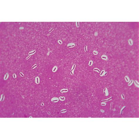 Bacterial Flagella Microscope