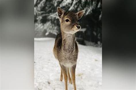 Еленчето Пипи е пратеник на Дядо Коледа