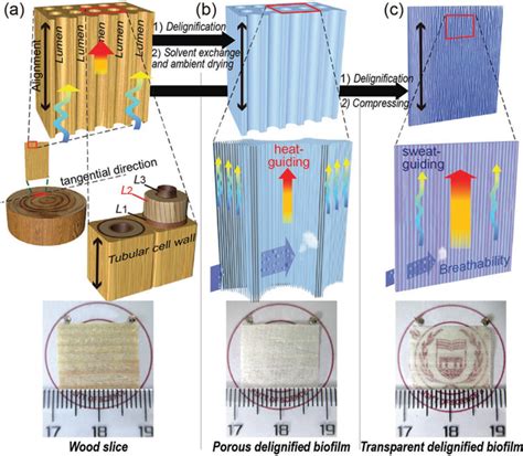 Schematics Of The Fabrication Of Breathable Nanowood Biofilms The
