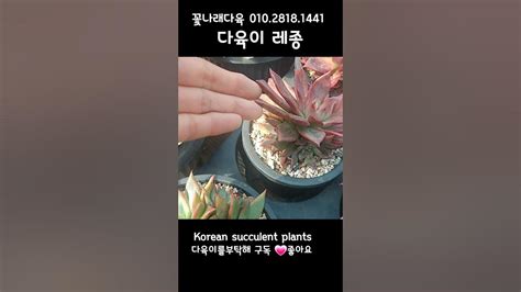 다육이 레종 💕꽃나래다육 01028181441 Korean Succulent Plants 다육식물 다육이들 Youtube