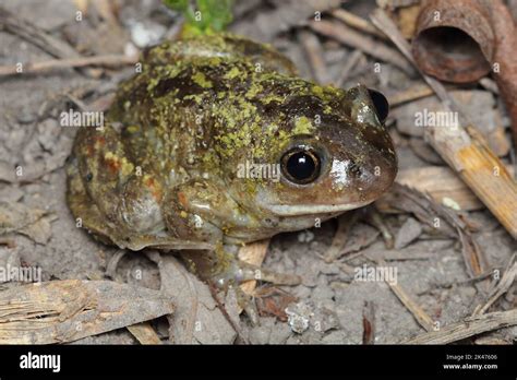 The Common Spadefoot Garlic Toad The Common Spadefoot Toad And The