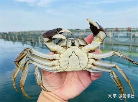 阳澄湖大闸蟹可能缺席中秋餐桌，蟹卡市场的水深火热？ 知乎
