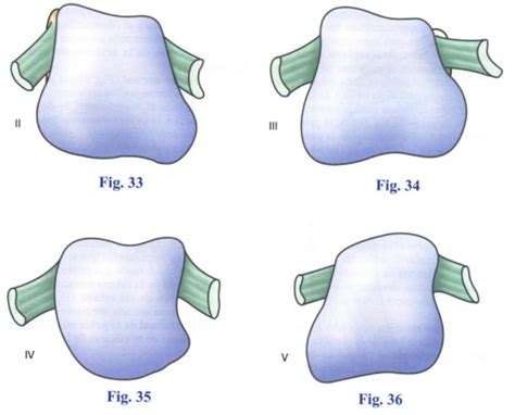 Las Articulaciones Metacarpofalangicas