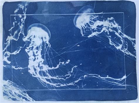 Jelly Fish Cyanotype Attempt 2 ในปี 2024