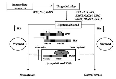 Mechanism Of SRY Regulation And Involvement Of Other Genes In Sex Download Scientific Diagram