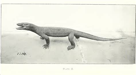 Bitten By Success Conflicts Over Tourism Revenue And Natural Resources At Komodo National Park