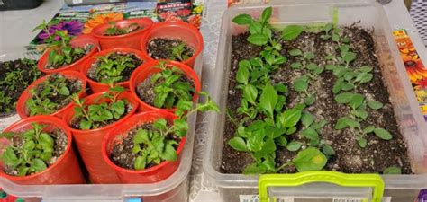 Як приготувати ефективне підживлення для розсади домашніх помідорів Читайте на Ukr Net