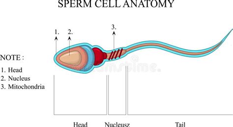 Structure Of A Sperm Cell Stock Vector Illustration Of Health 43980330