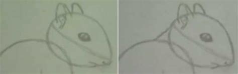 How To Draw A Squirrel For Beginners And Realistic