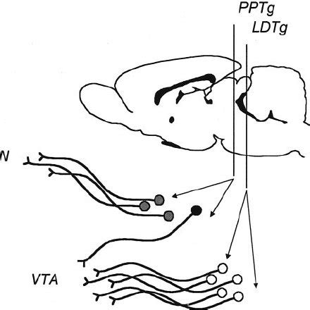 This Schematic Represents The Rat Brain In Sagittal Section Showing Download Scientific