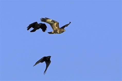 Why Do Crows Attack And Chase Hawks Birdwatching
