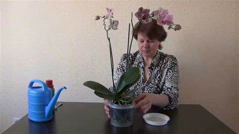 Подкормка орхидей Youtube