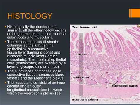 Duodenum By Ismail Surchi Ppt