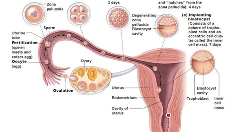 Where Does Implantation Normally Occur