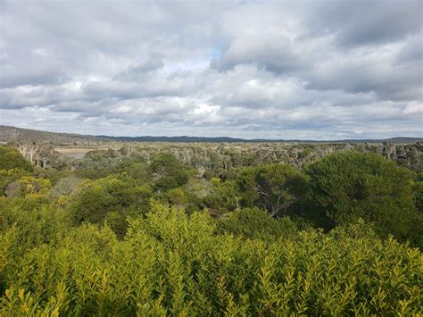 Viewcat Cat Tongue Cat Licking White Cat Cursed Cat  27575167 Sons Of