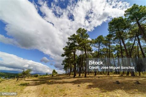 들판에 있는 키가 큰 소나무 길 하얀 구름 푸른 하늘이 있는 지중해 숲 0명에 대한 스톡 사진 및 기타 이미지 0명 고요한 장면 구름 Istock