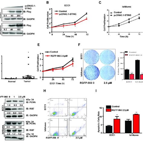 Activated Sting Inhibits Proliferation And Facilitates Apoptosis In
