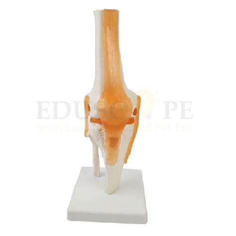 Knee Joint Model India Manufacturers Suppliers And Exporters In Delhi India