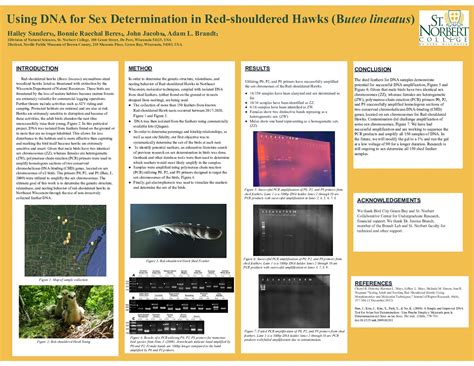 Using Dna For Sex Determination In Red Shouldered Hawks Buteo Lineatus Undergraduate