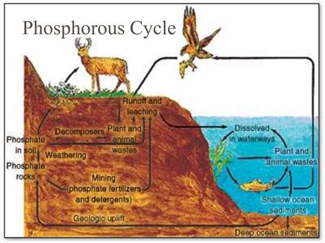 Phosphorus Cycle Ppt