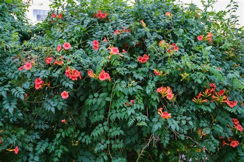 盆栽凌霄花冬天怎么管理冬季最低温度 花百科