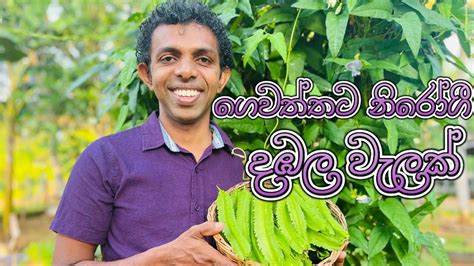 දඹල වගාව ගෙවත්තට නිරෝගි දඹල වැලක් Youtube