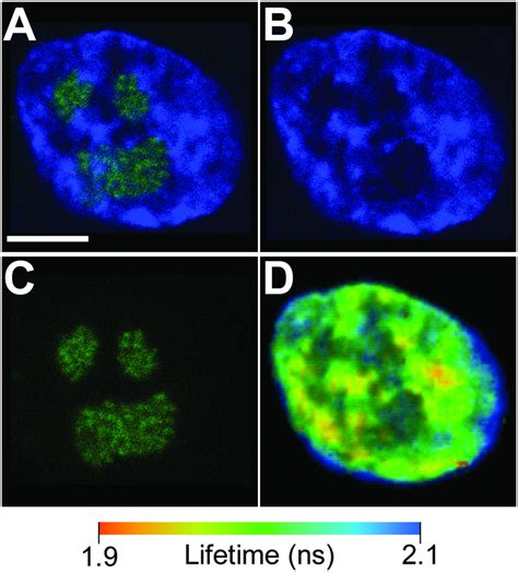 Fluorescence Lifetime Spatial Distribution Around Nucleoli In
