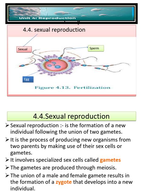 Unit4 Reproductive Structure Pdf Menstrual Cycle Luteinizing Hormone