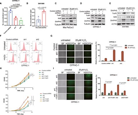 Diaph3 Promotes Pdac Cells Malignant Phenotype Via Trxr1‐mediated Ros