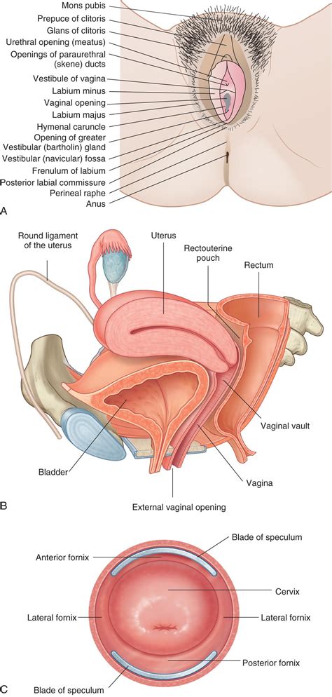 Gynecologic Procedures Clinical Tree