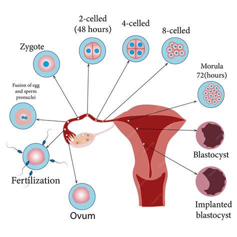 Human Blastocyst Implantation