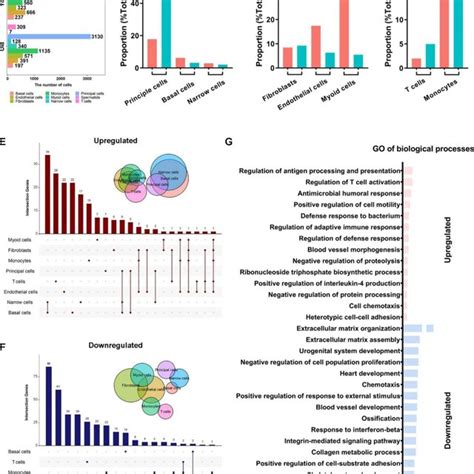 Single Cell Transcriptomes Of The Epididymal Initial Segment Of 3 And Download Scientific