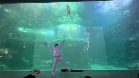 여수아쿠아플라넷 인어공주의 바다별 여행 Youtube