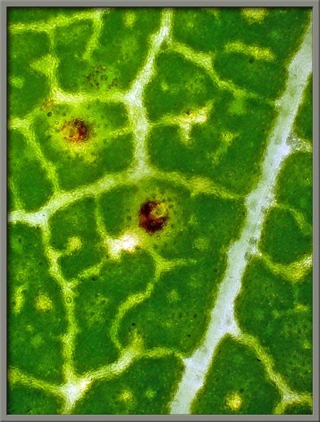 A Close Up View Of The Eucalyptus Tree Flowers