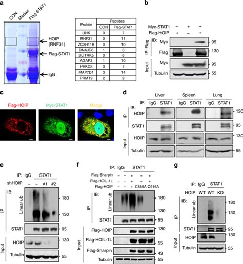 Stat1的线性泛素化的调控控制抗病毒干扰素信号传导。 Nature Communications X Mol