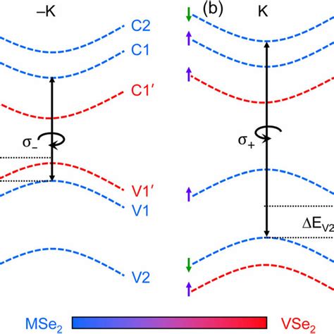 Schematic Diagrams Of Two Scenarios Of Interlayer Hybridization The Download Scientific
