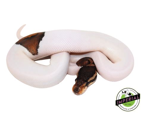 Cinnamon Pied Ball Python For Sale Imperial Reptiles Imperial