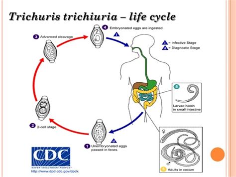 Trichuris Trichiura Rotulado