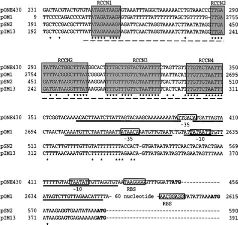 Alignment Of Upstream Sequence Of Rep Protein The Same Nucleotide Is