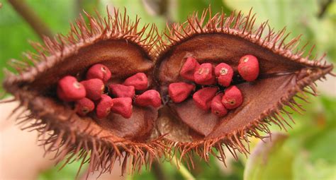 Annatto Extract – NutraWiki