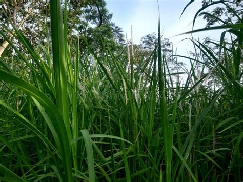Clumps Of Grass During The Day On Garden Soil In Indonesia Stock Image