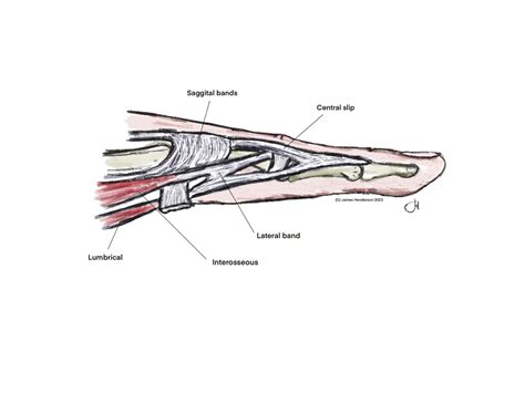 Extensor Tendon Anatomy Lateral View James Henderson Specialist