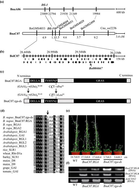 Comparative Mapping And Identification Of Ds 3 A Genetic And