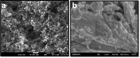 SEM Images Of A TiO Anode B And Pt Cathode Download Scientific Diagram