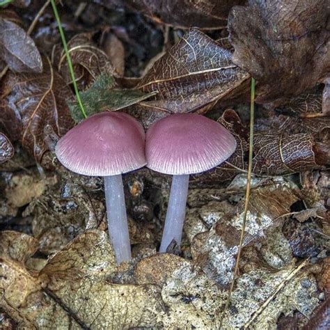 9 Types Of Pink Mushrooms Identification Try Green Recipes